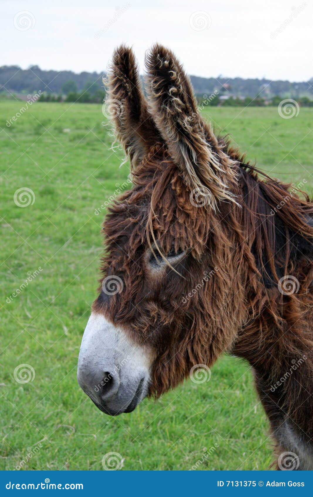Scruffy Chocolate Donkey stock image. Image of head, forelock - 7131375