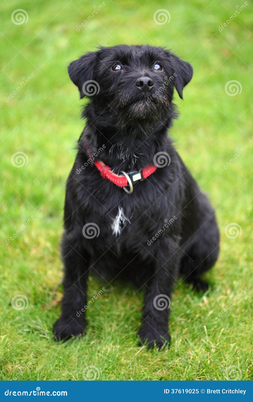 Scruffy dog stock image. Image of full, ears, face, outdoors - 37619025