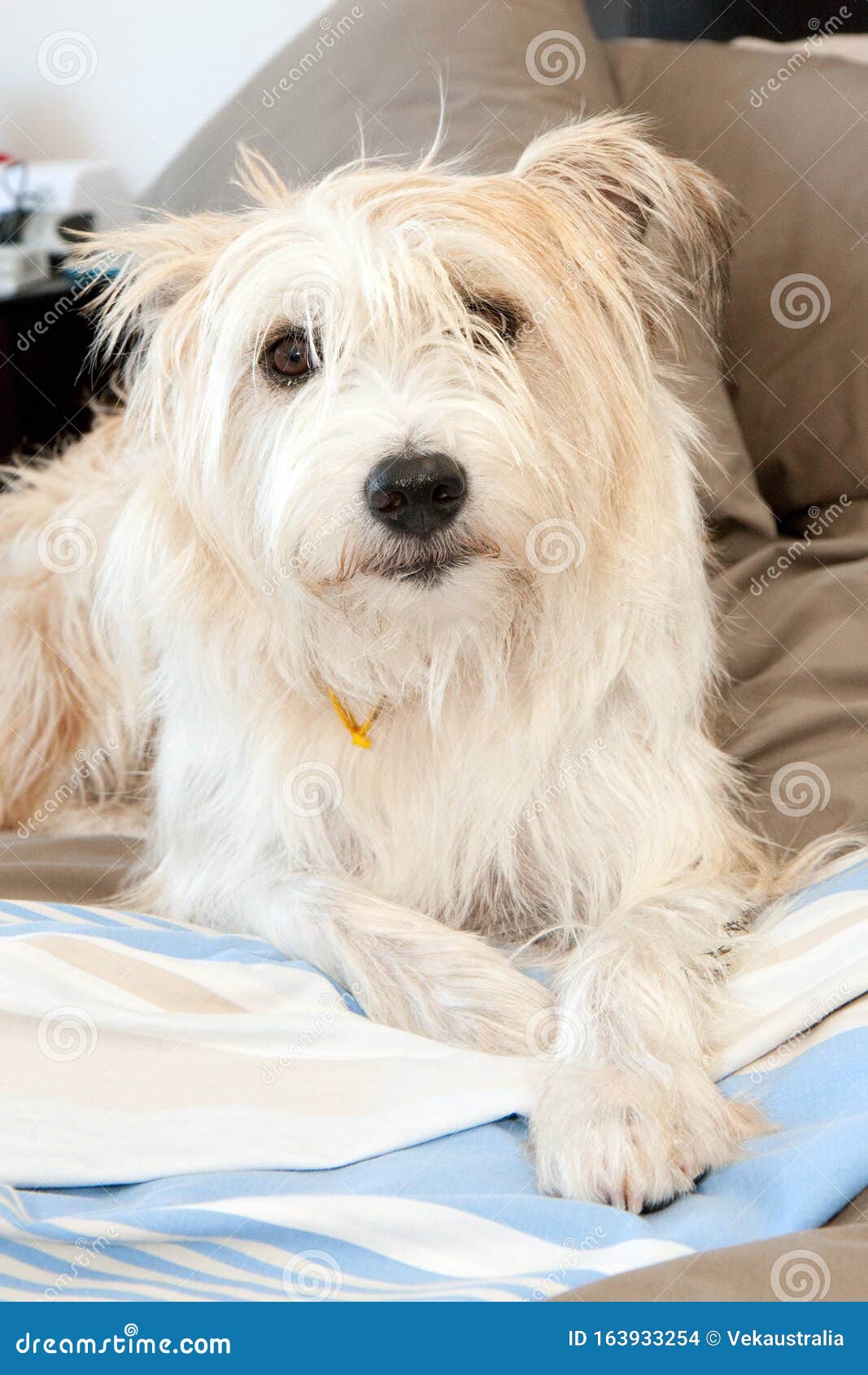 Scruffy Dog on a Bed stock photo. Image of scuffy, resting - 163933254