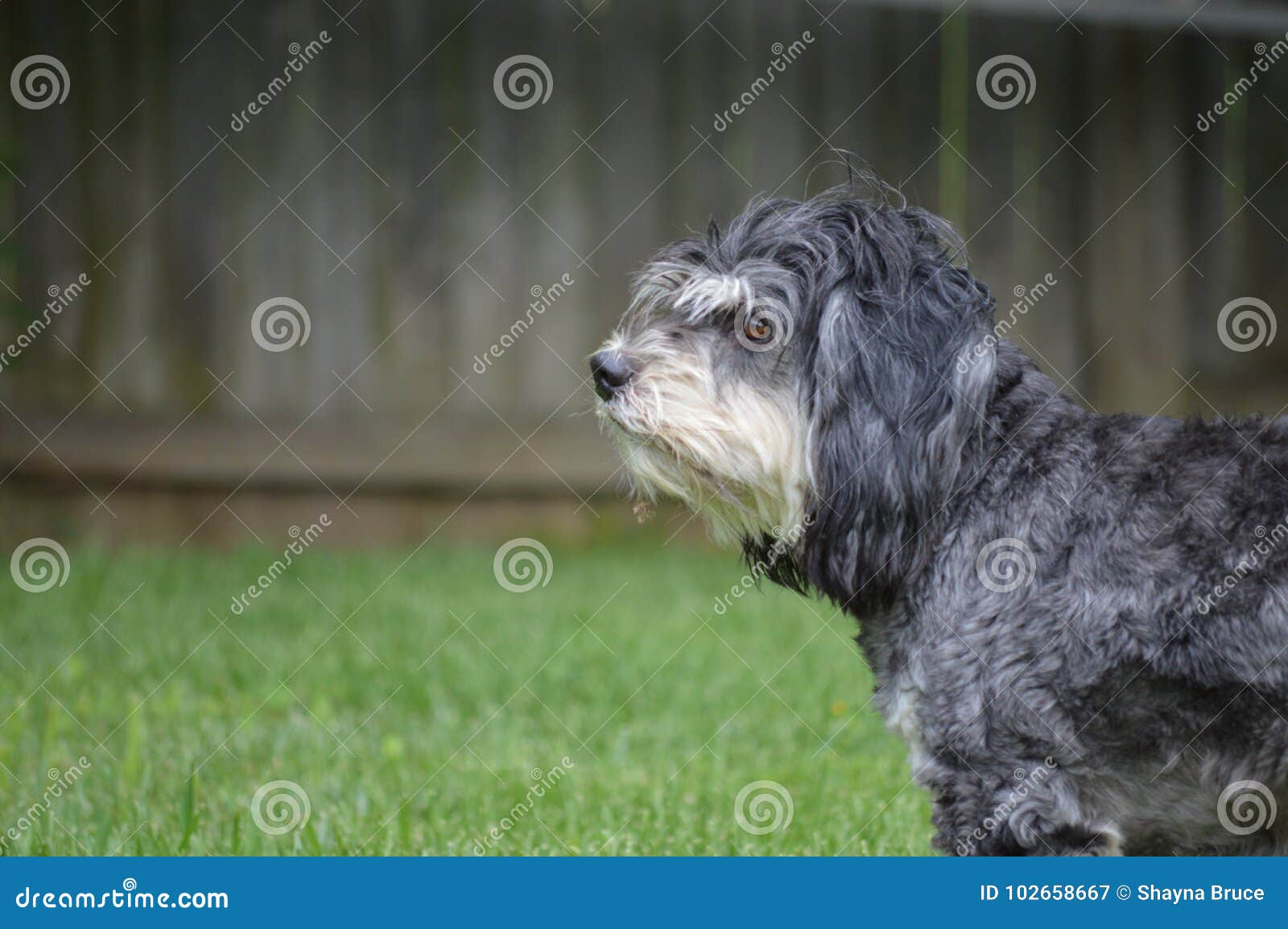 Scruffy Dog stock image. Image of scruffy, back, yard - 102658667