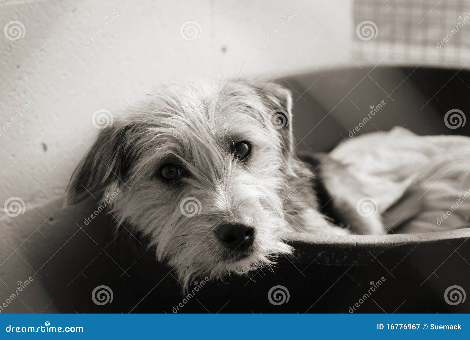 Scruffy dog in a pen stock image. Image of scruffy, domestic - 16776967