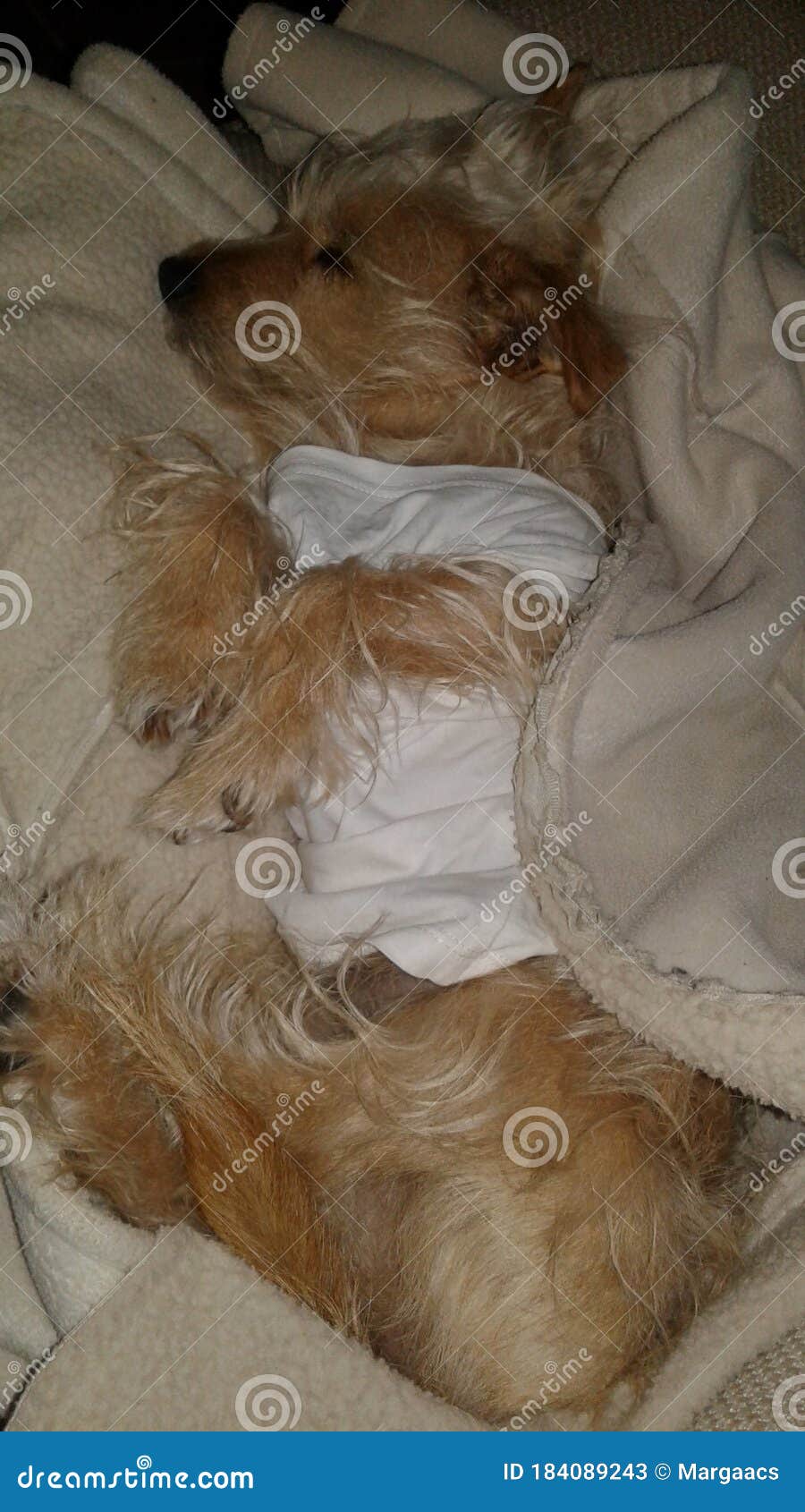 Scruffy dog sleeping stock image. Image of sleeping - 184089243