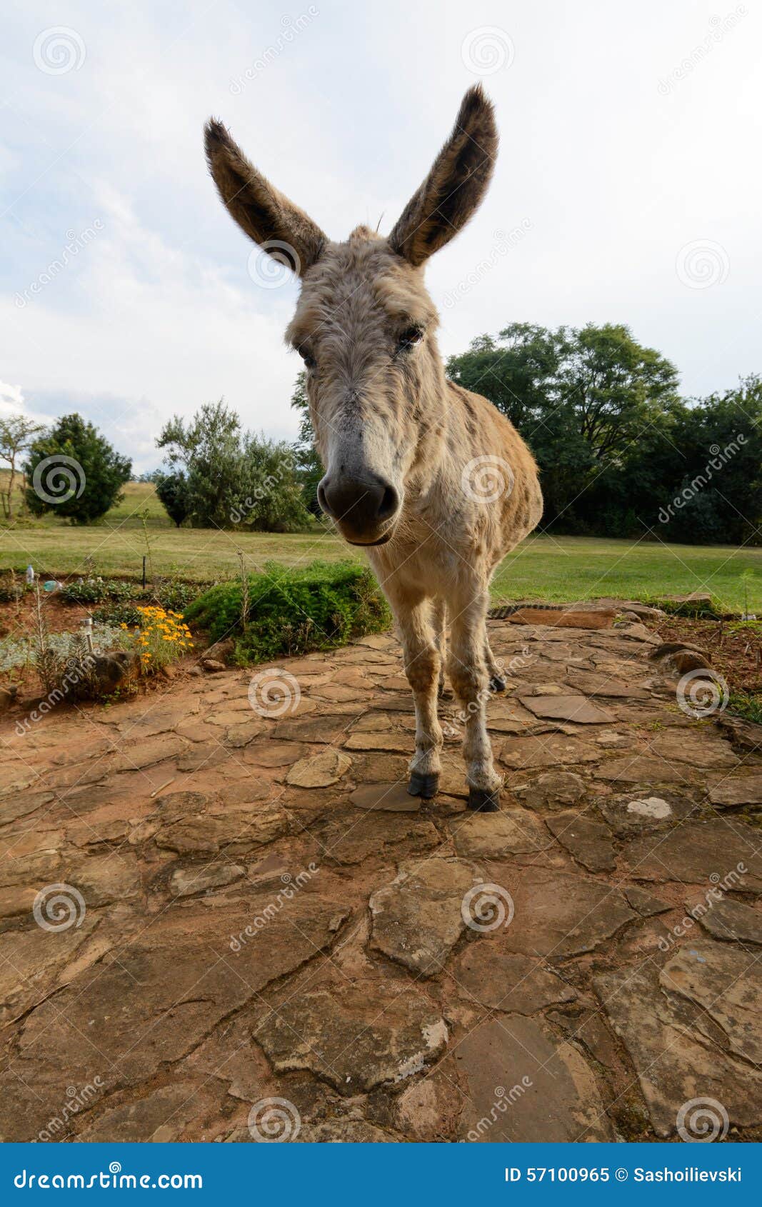 Scruffy donkey stock image. Image of mamal, stubborn - 57100965