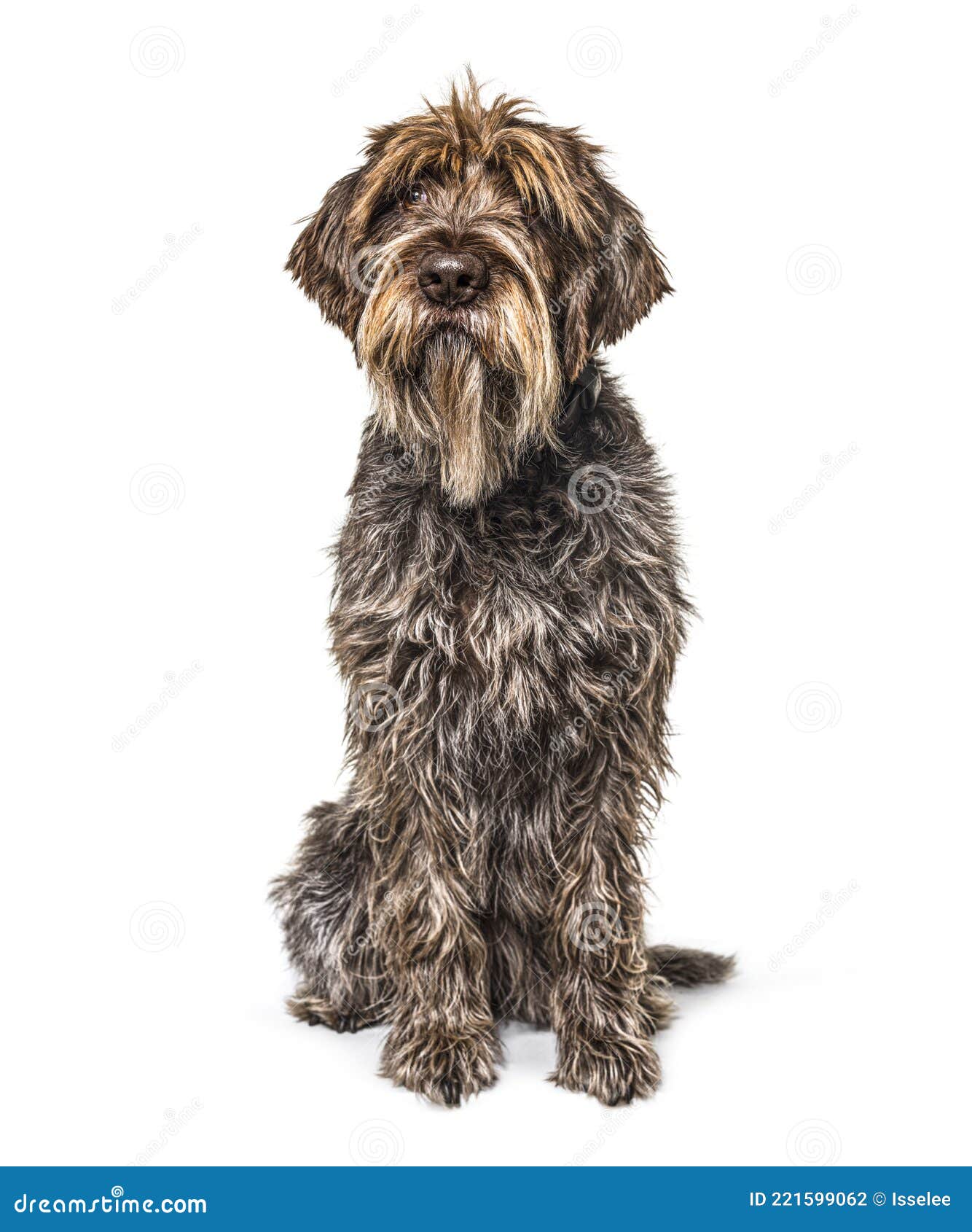 Scruffy Korthals Dog Sitting in Front and Looking Up Stock Photo ...