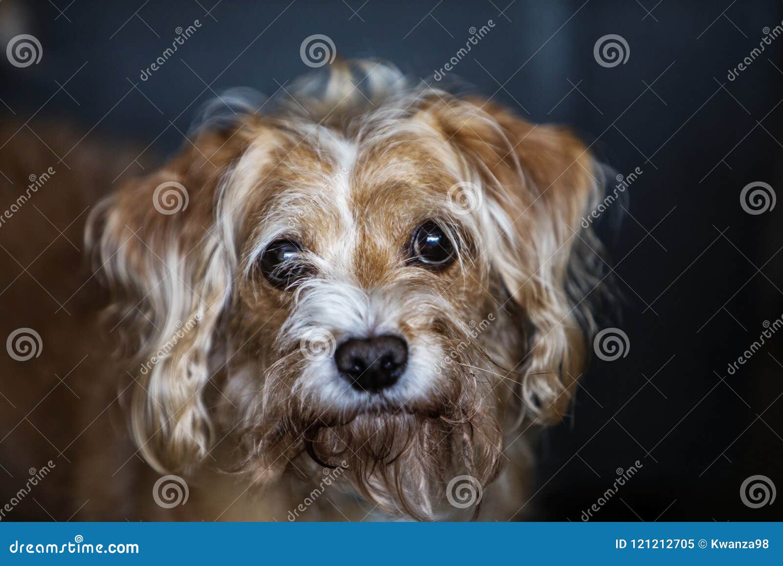 Scruffy Looking Dog stock image. Image of scruffy, looking - 121212705