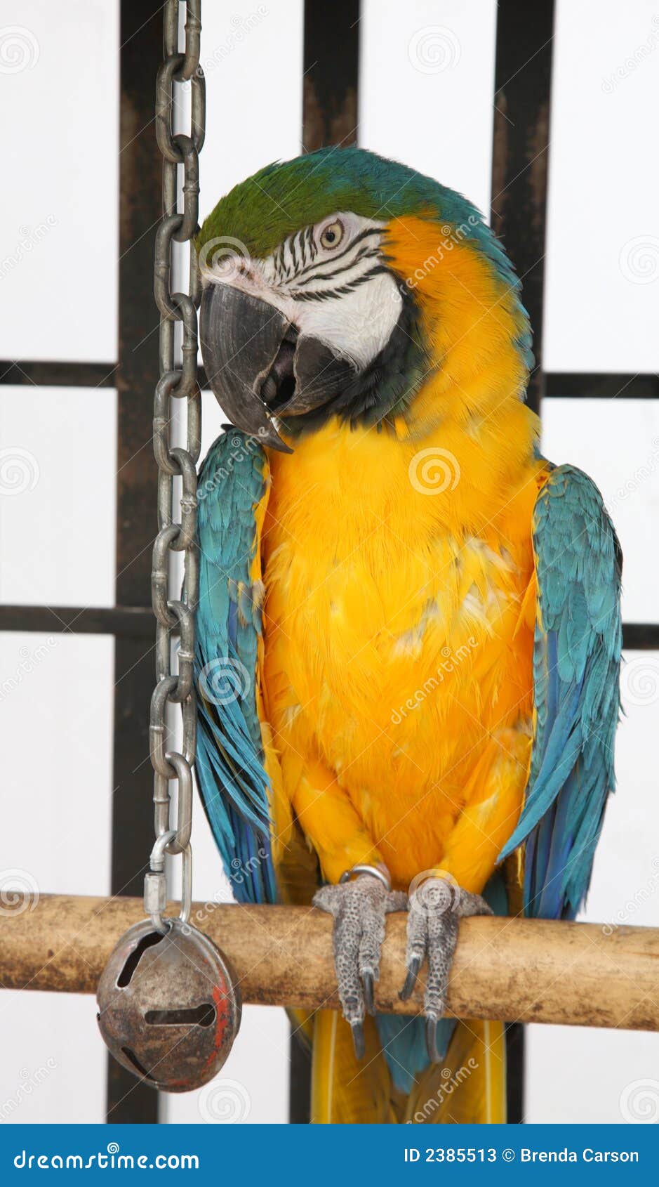 Scruffy Macaw stock image. Image of cage, yellow, looks - 2385513