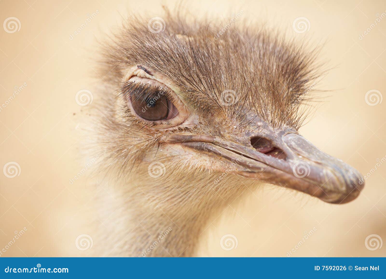 Scruffy male ostrich stock photo. Image of bird, inquisitive - 7592026