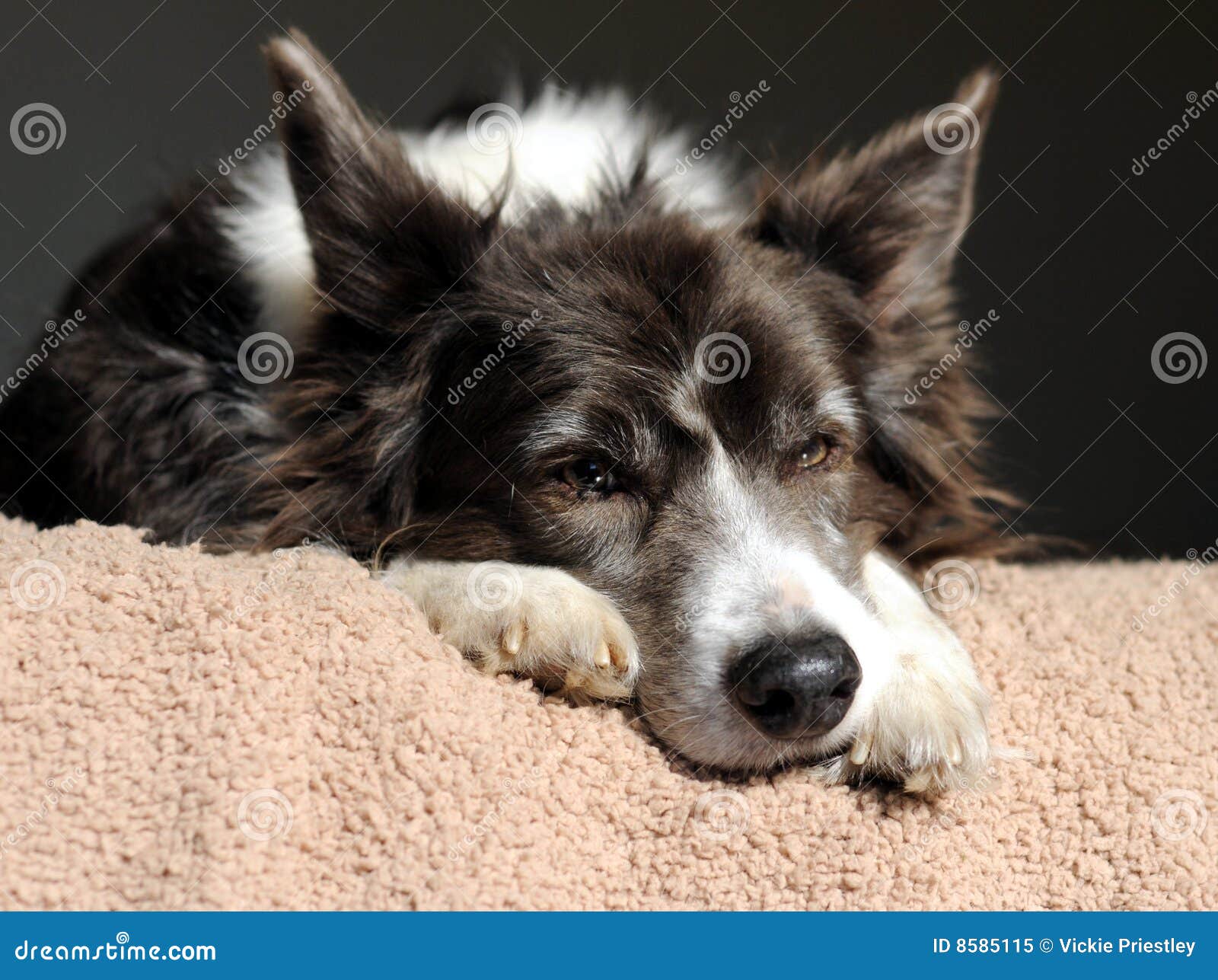 Scruffy Old dog stock image. Image of ears, sleepy, sleep - 8585115