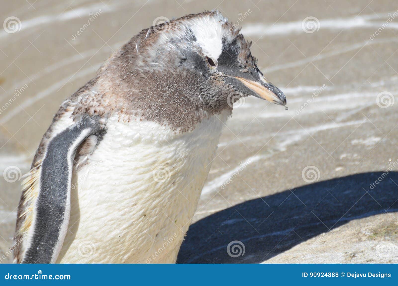 Scruffy Penguin Molting and Losing His Feathers Stock Photo - Image of ...