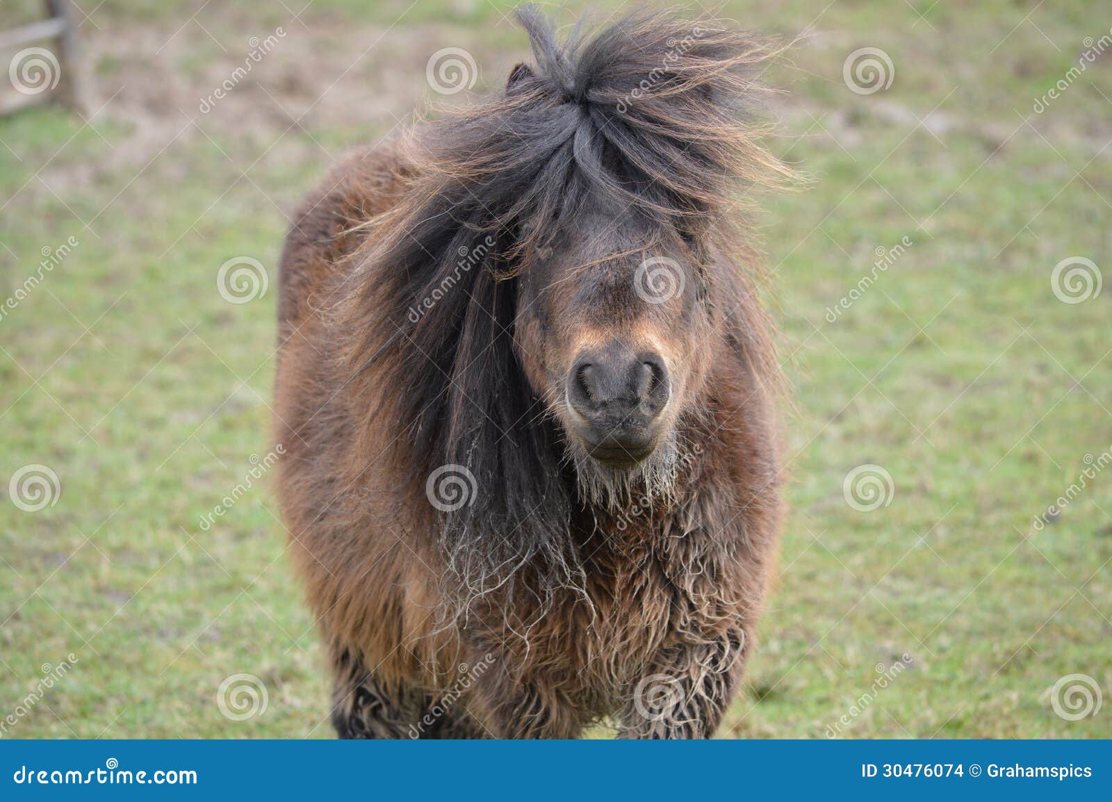 Scruffy Pony stock photo. Image of equine, equestrian - 30476074