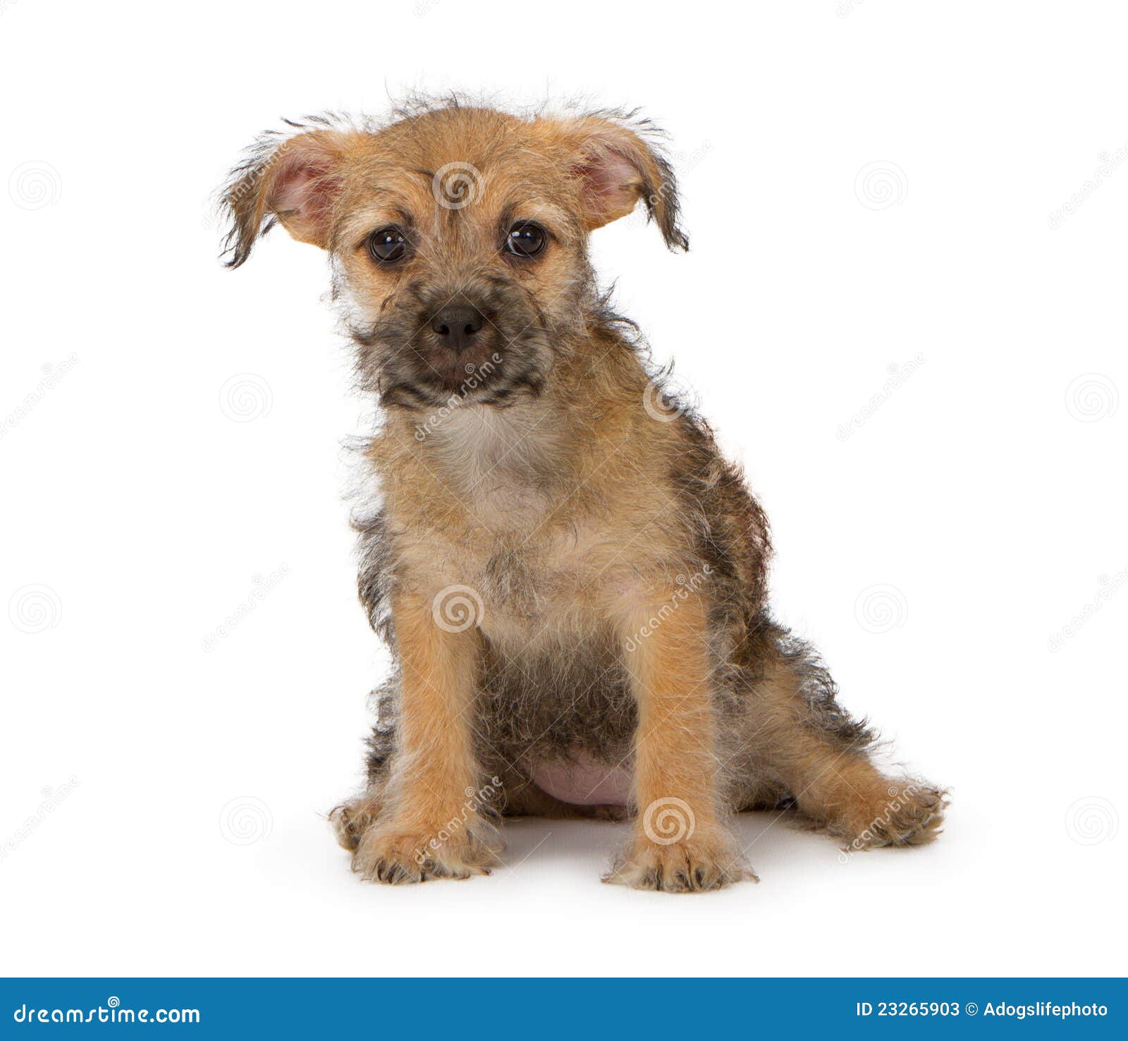Scruffy Puppy stock image. Image of breed, mammal, litter - 23265903