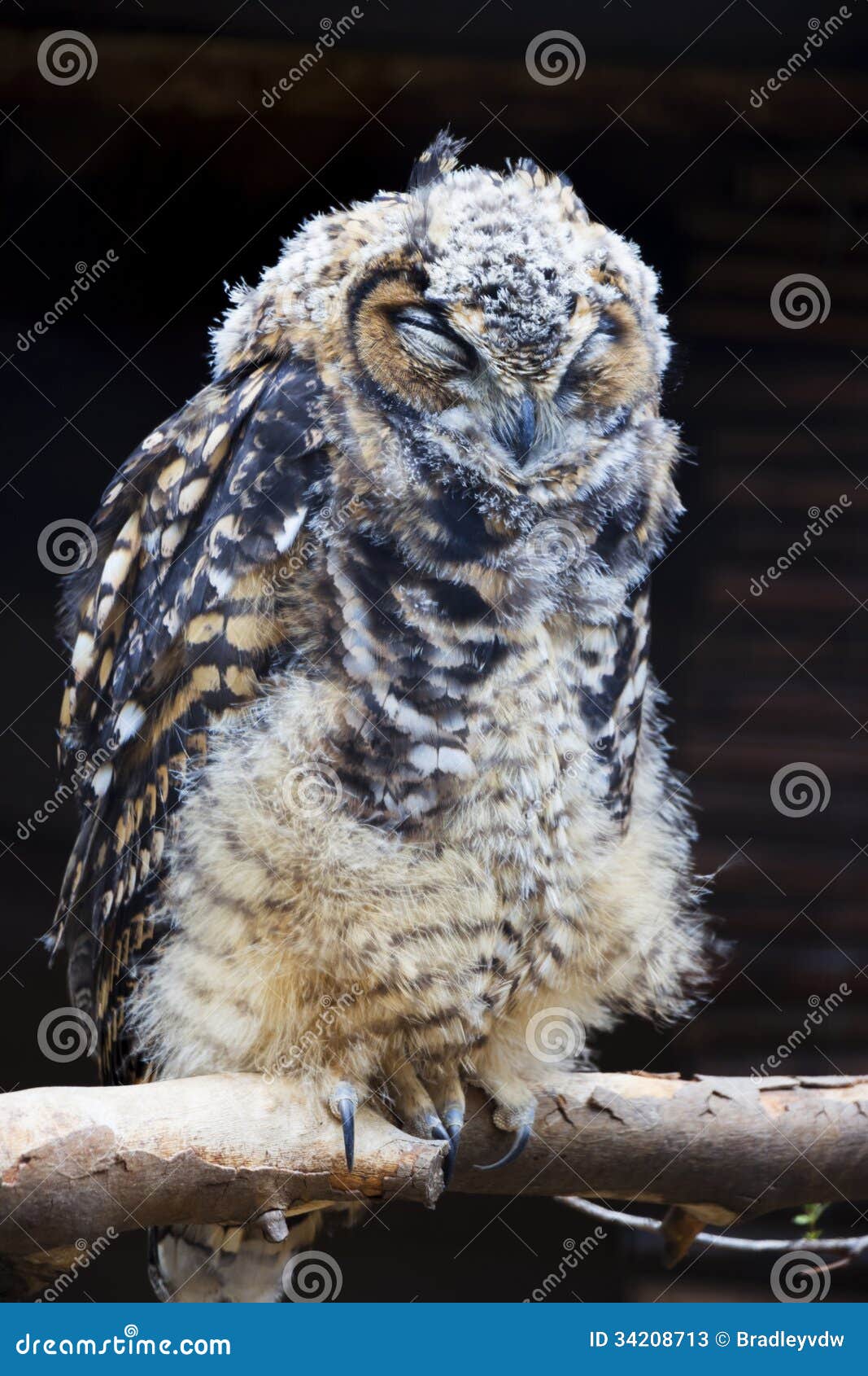 Scruffy Sleeping Cape Eagle Owl Stock Image - Image of fluffy, bird ...
