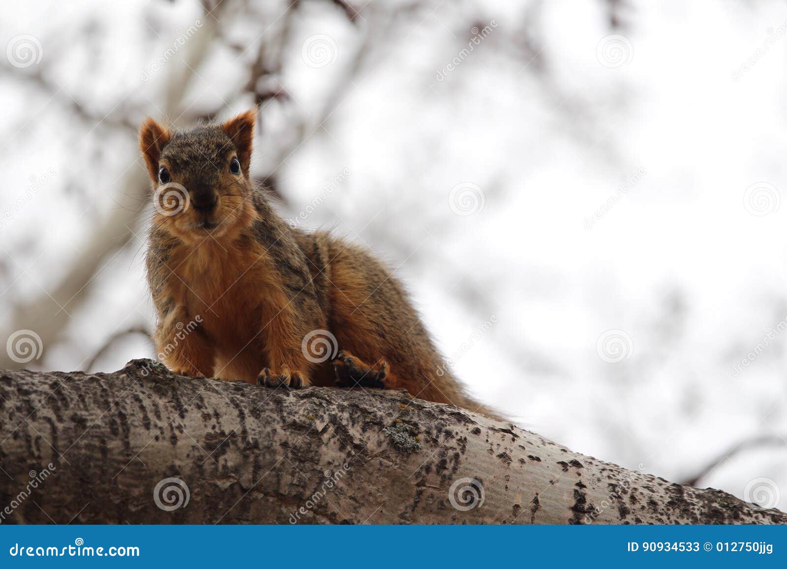 Scruffy squirrel in spring stock image. Image of scruffy - 90934533