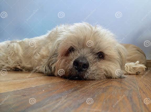 Scruffy stock image. Image of tired, scruffy, floor, geriatric - 94097637