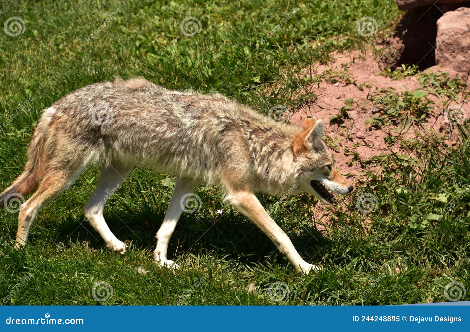 Scruffy Thin Coyote on a Summer Day Stock Image - Image of summer ...