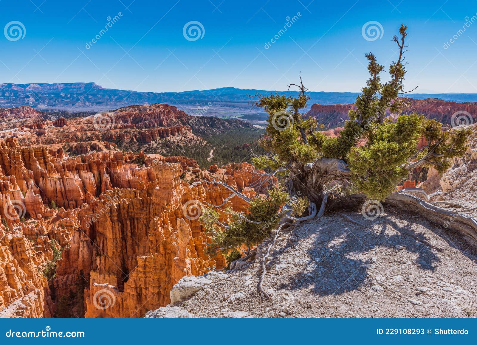 Scruffy Tree Growing Along the Path Overlooking Bryce Canyon Stock ...