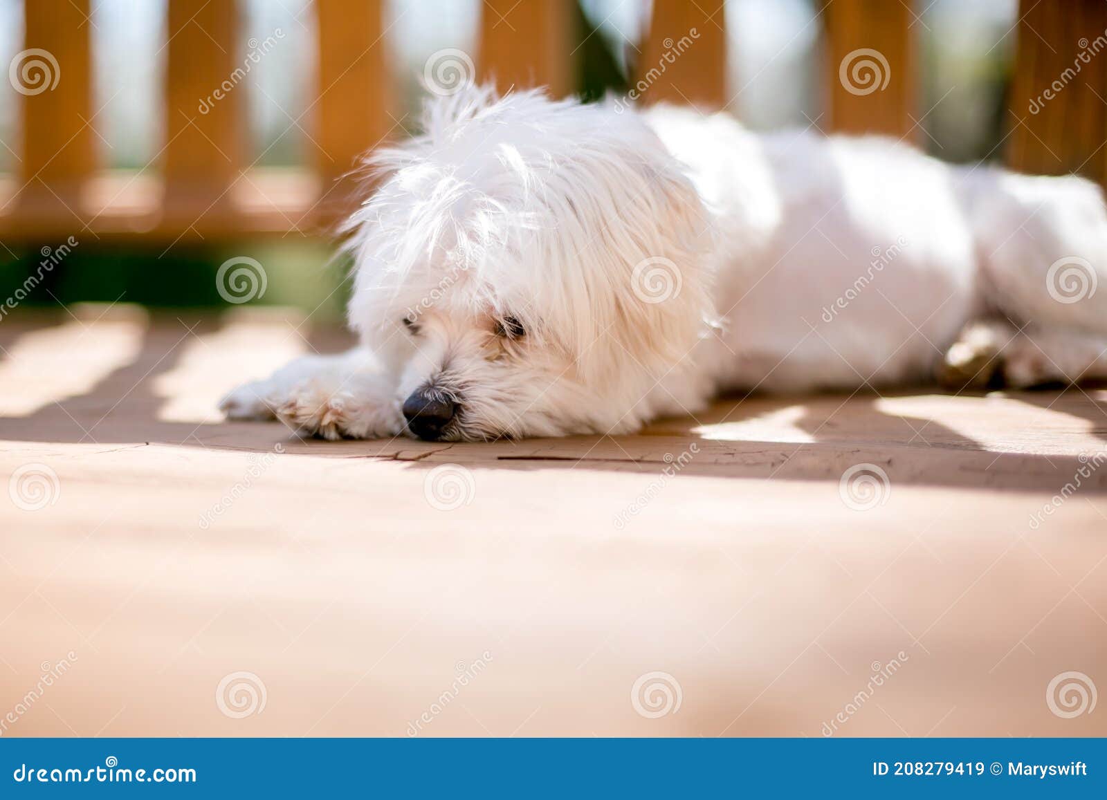 A Scruffy White Maltese Dog Sleeping Stock Image - Image of breed ...