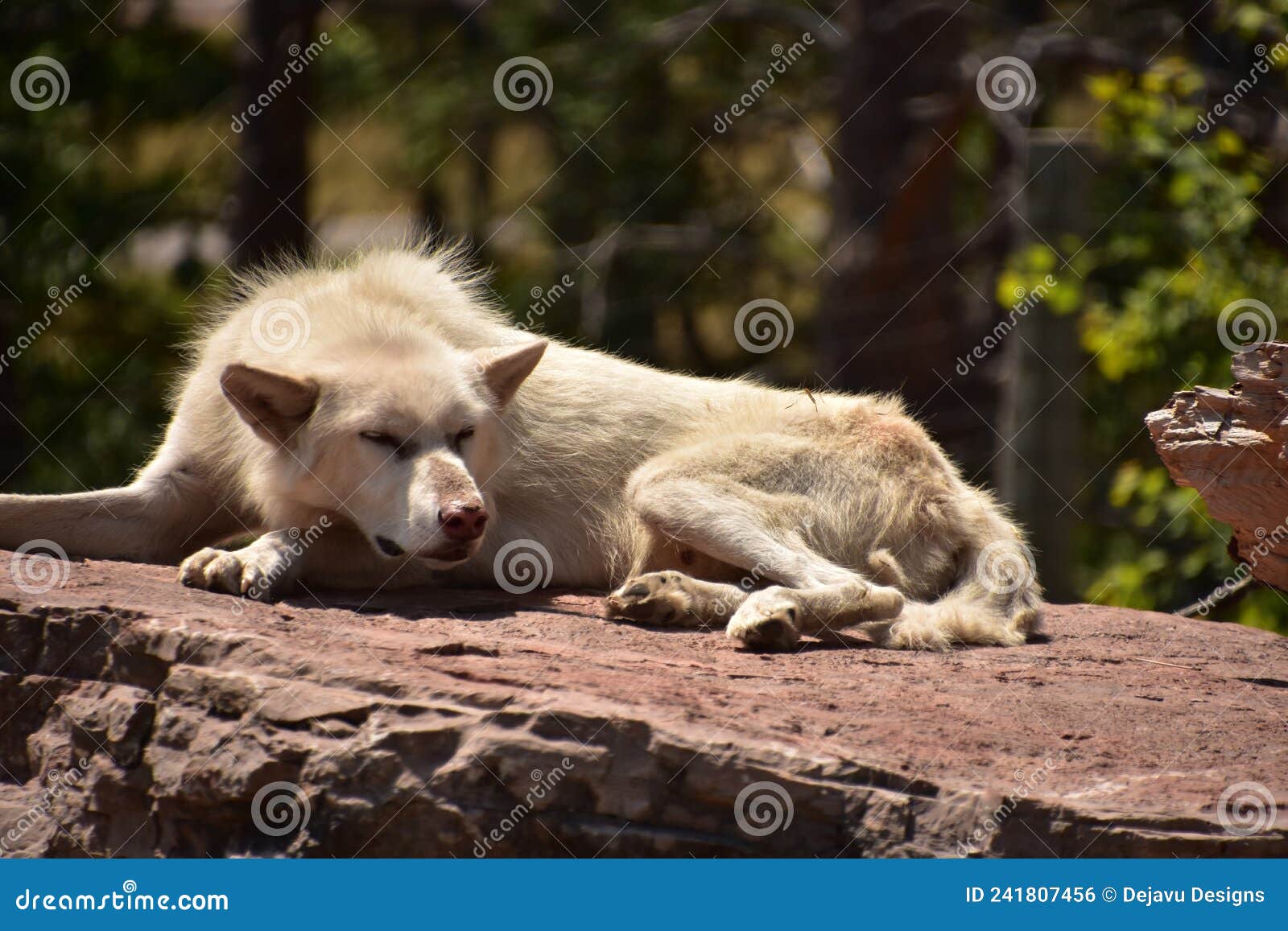 Scruffy Sleeping Cape Eagle Owl Stock Image | CartoonDealer.com #34208713