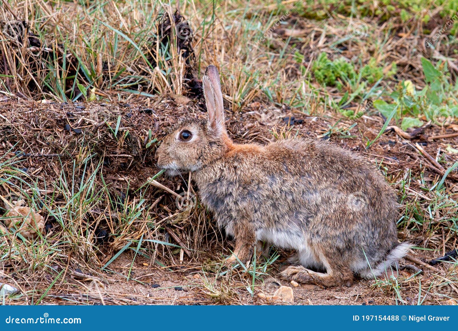 Scruffy Wild Rabbit Eating Grass Stock Photo - Image of landscape ...