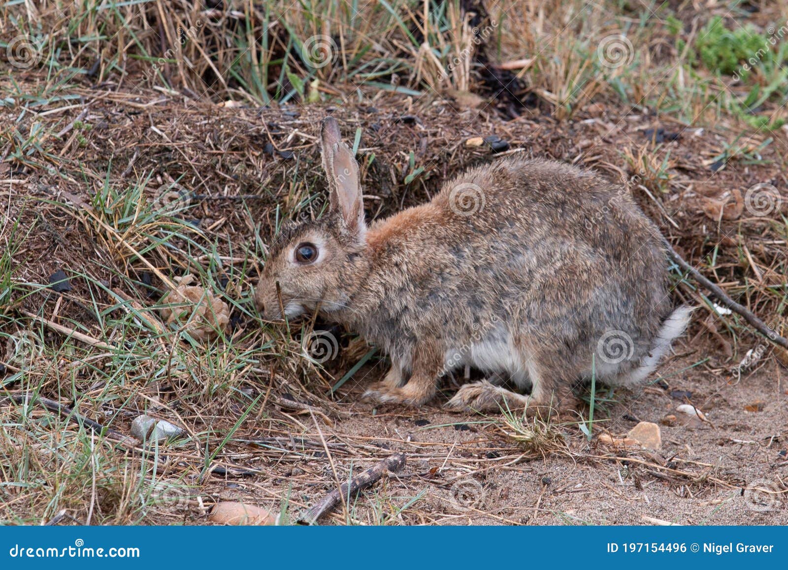 Scruffy Wild Rabbit Eating Grass Stock Photo - Image of nature, hirsute ...