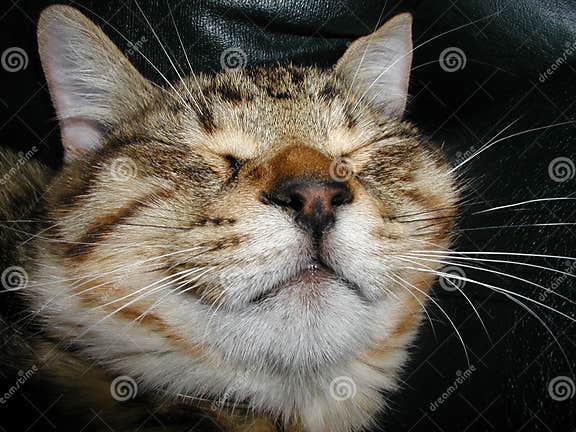 Scrunched Up Cat Closeup stock image. Image of furry, tabby - 184693