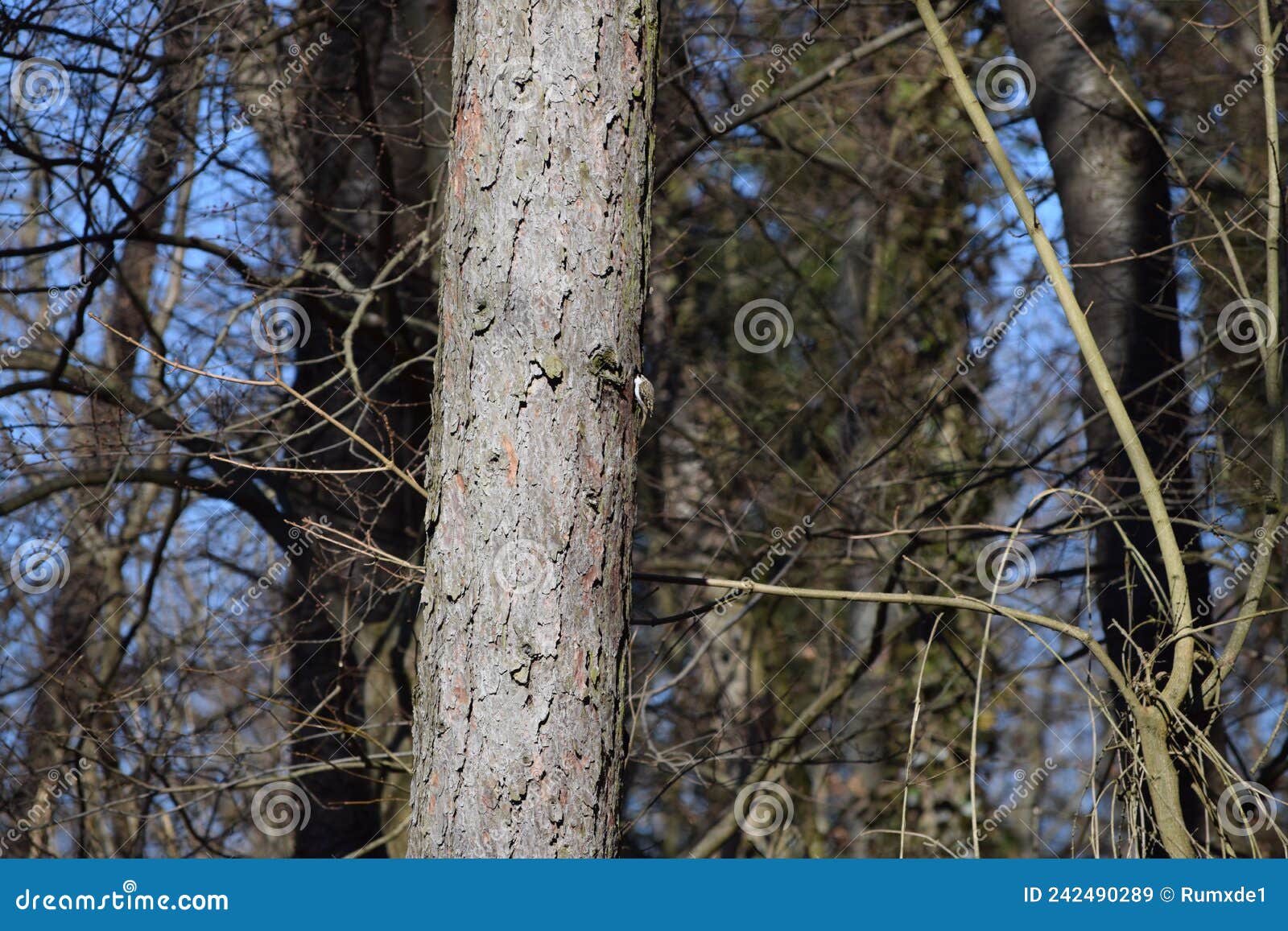 Scrutinizing Look stock image. Image of check, analysis - 242490289