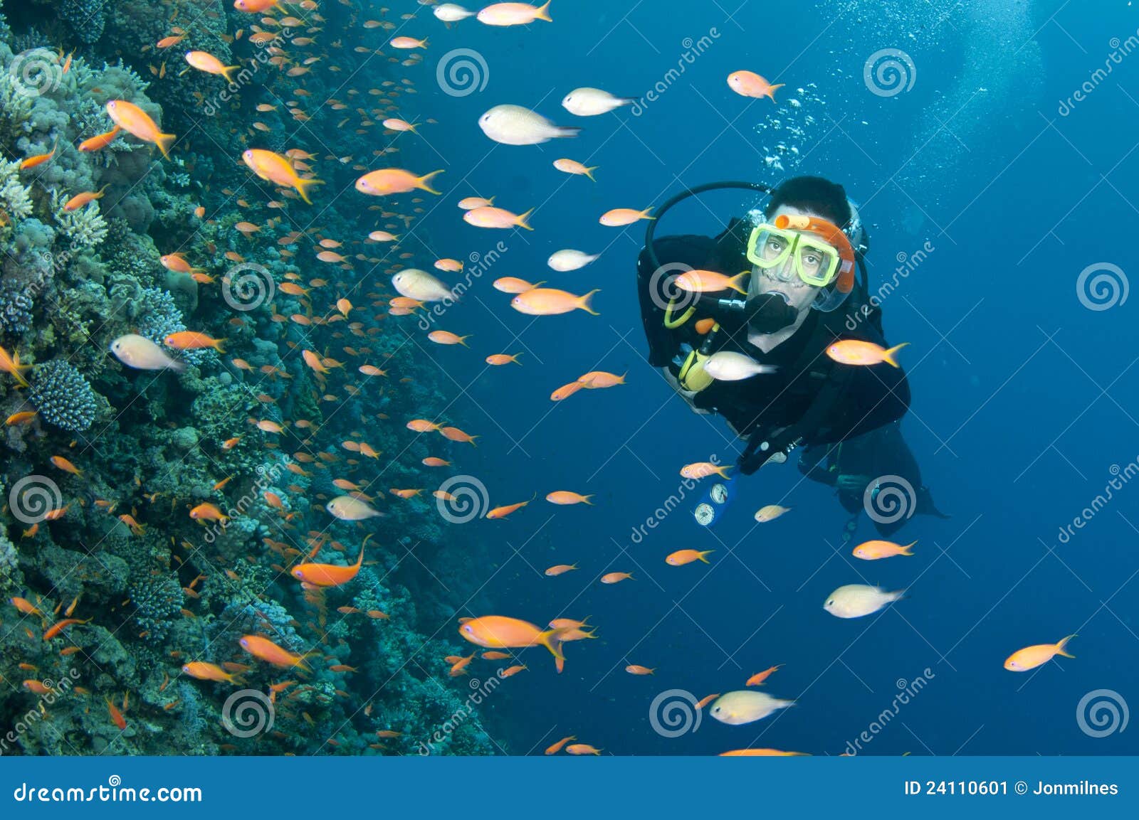 Scuba Diver and Colorfull Fish Stock Image - Image of egypt, marine ...