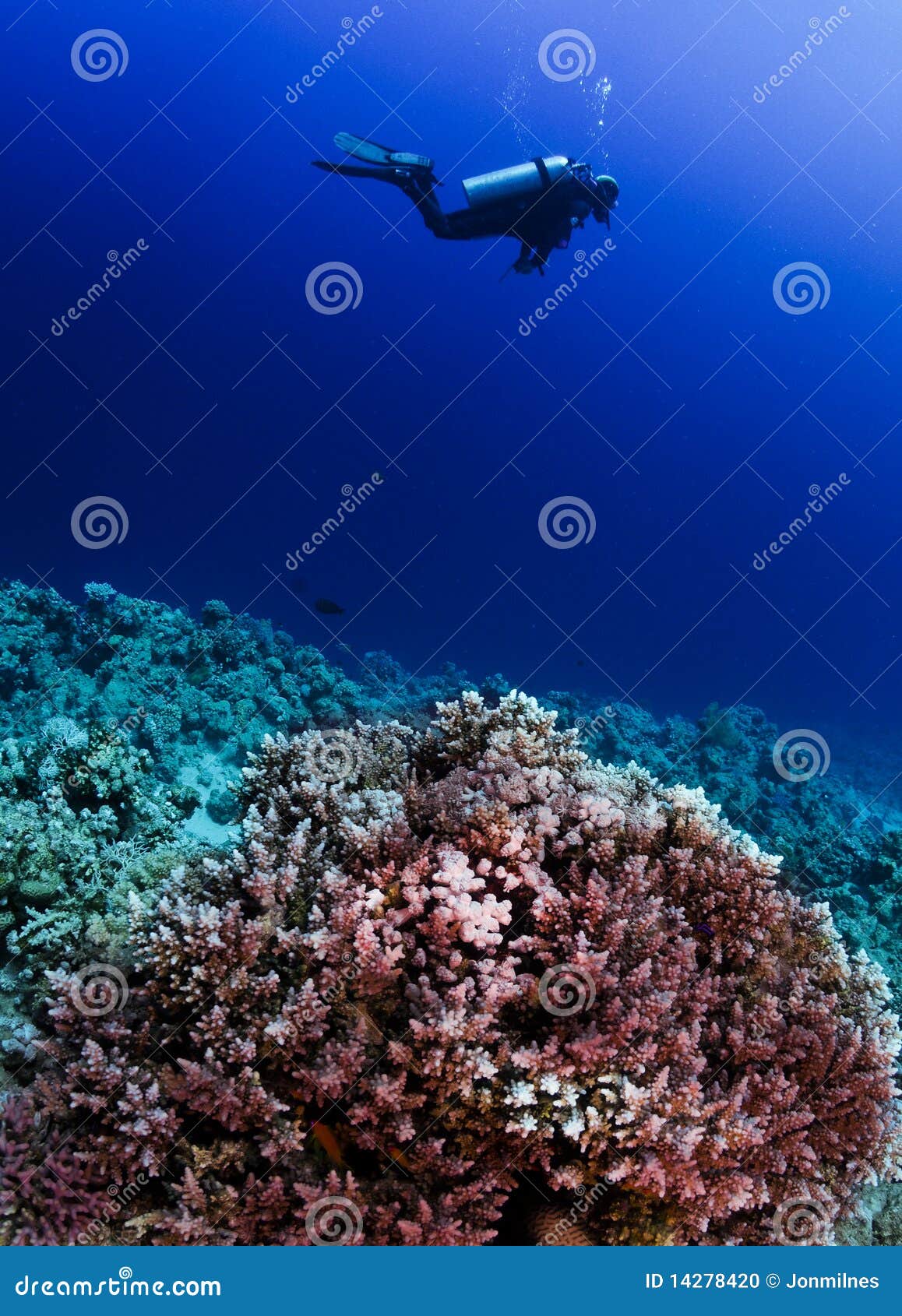 Scuba diver on coral reef stock photo. Image of deep - 14278420