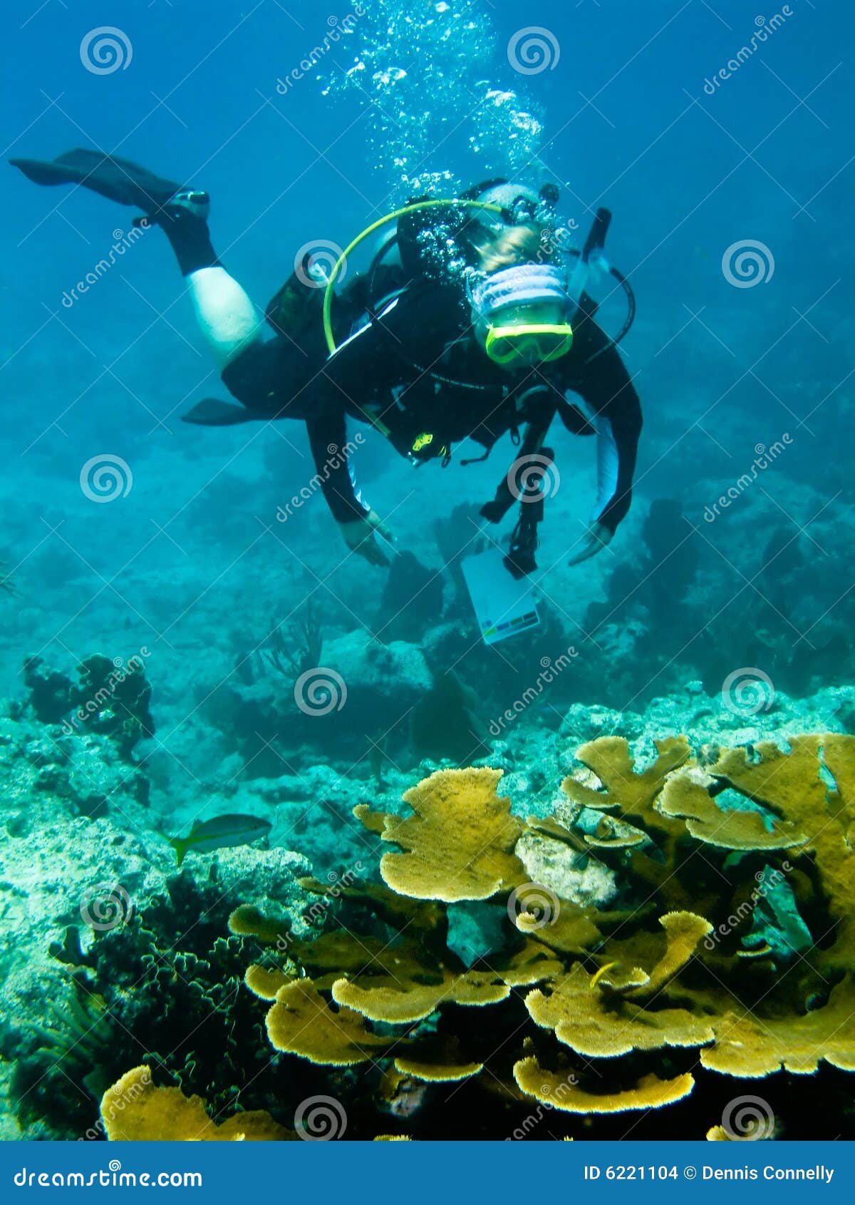Scuba diver and coral reef stock photo. Image of bubbles - 6221104