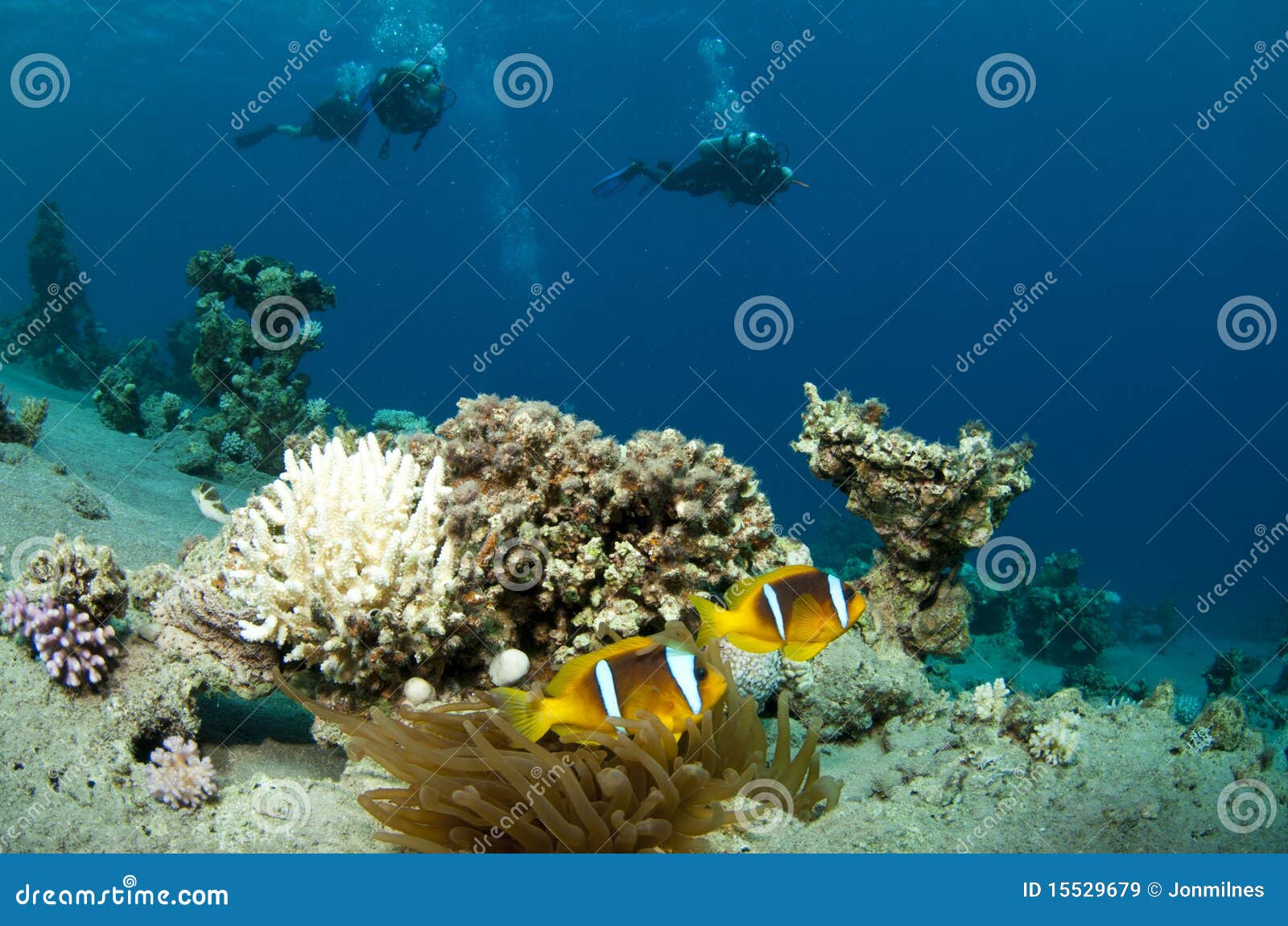 Scuba Diver with Enemone Fish Stock Image - Image of diver, scuba: 15529679