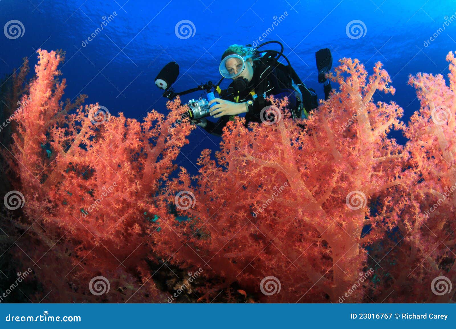 Scuba Diver Explores Beautiful Coral Reef Stock Image - Image of diver ...