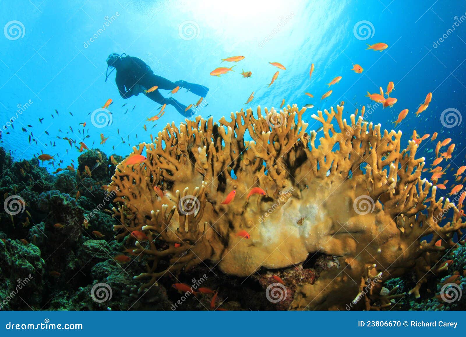 Scuba Diver Explores Beautiful Coral Reef Stock Photo - Image of ...