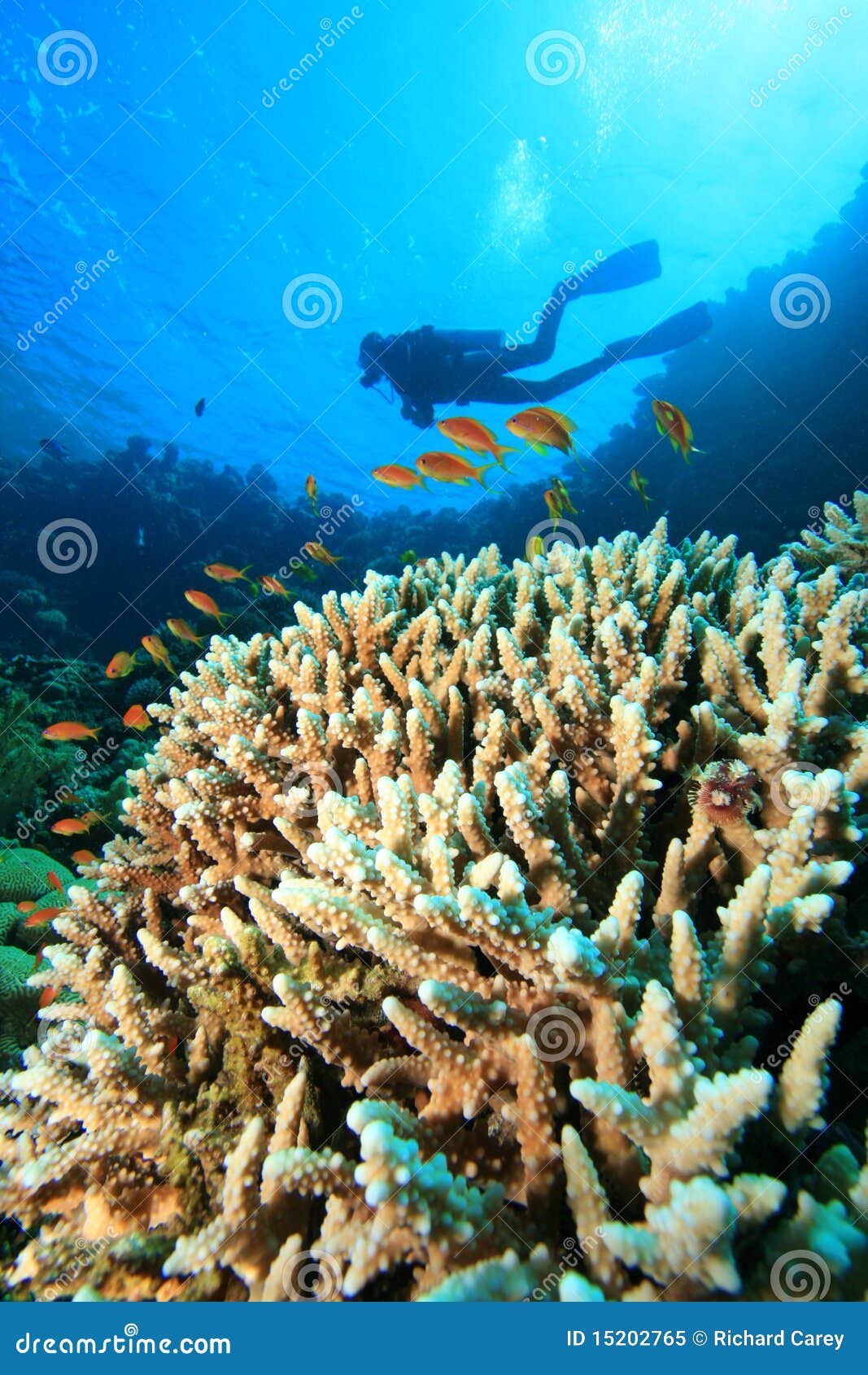 Scuba Diver Explores Coral Reef Stock Image - Image of water, marine ...