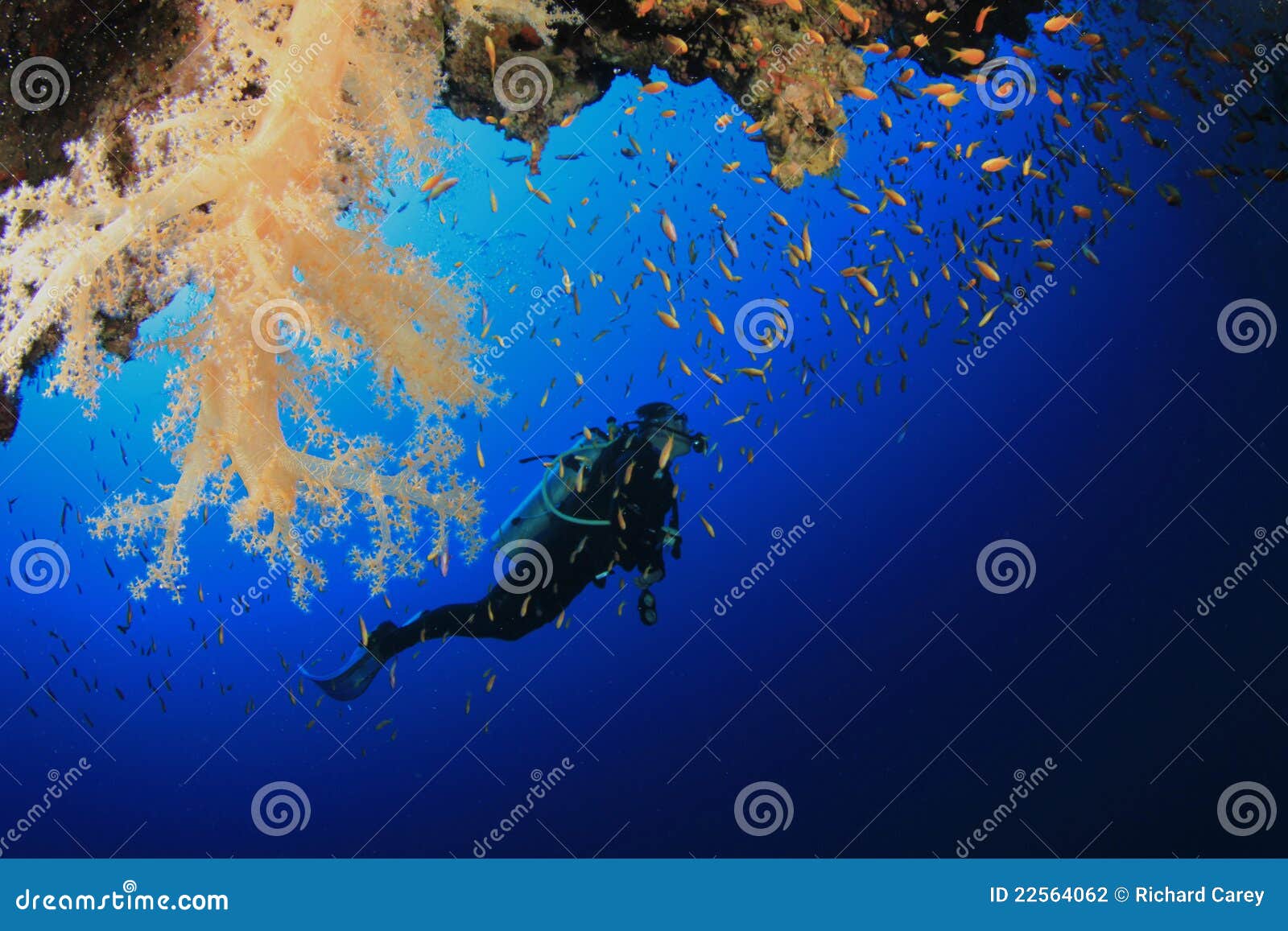 Scuba Diver Explores Coral Reef Stock Photo - Image of colorful, diver ...