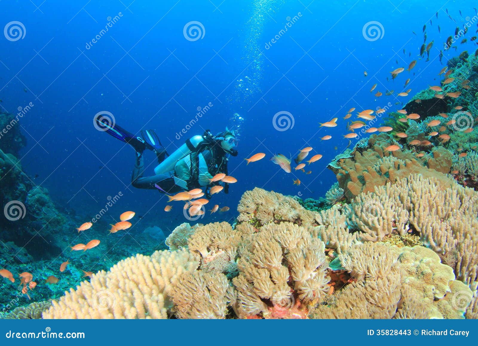 Scuba Diver Explores Coral Reef Stock Image - Image of sharm, diving ...