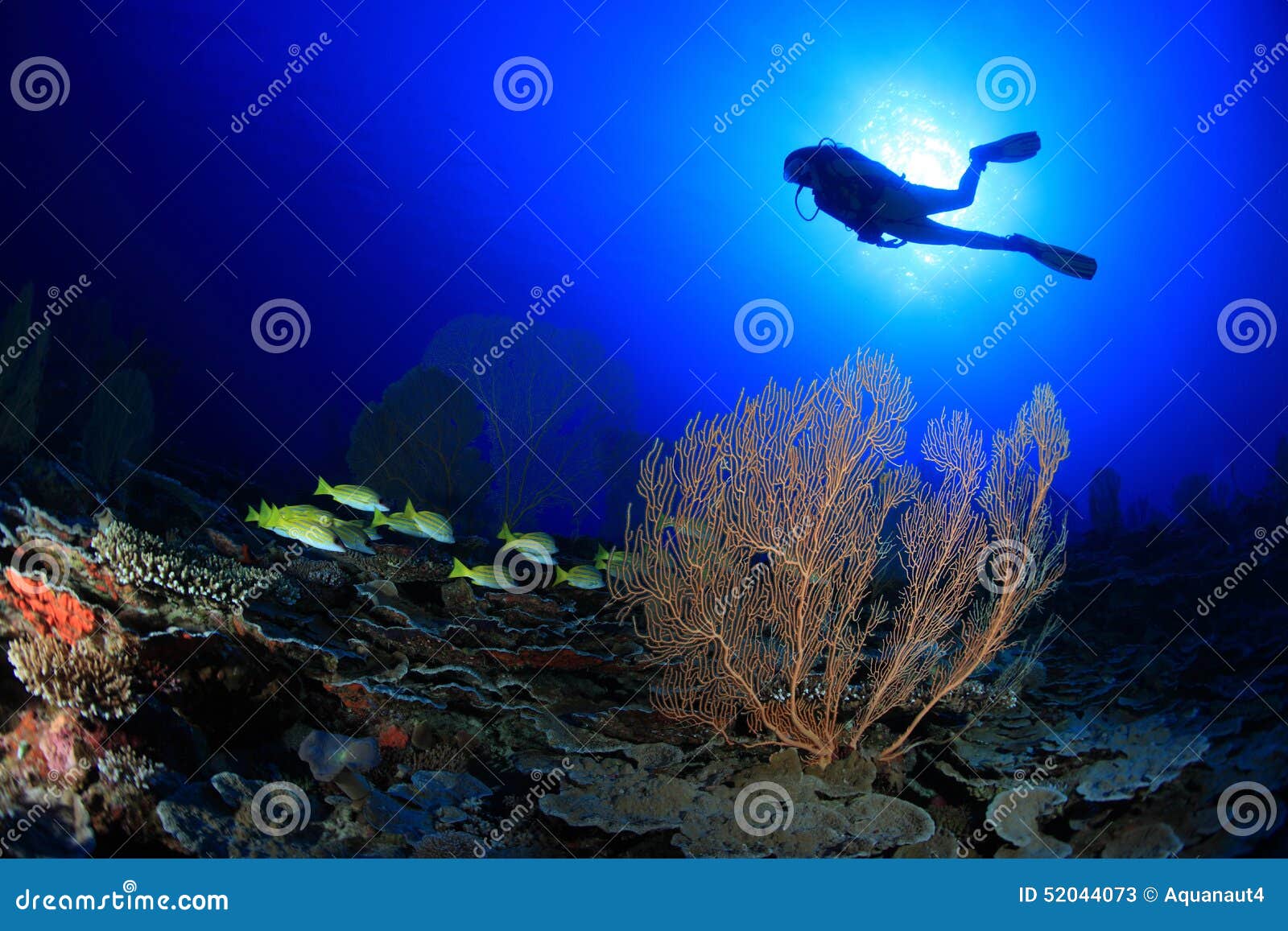 Scuba diver stock image. Image of blue, life, maldives - 52044073