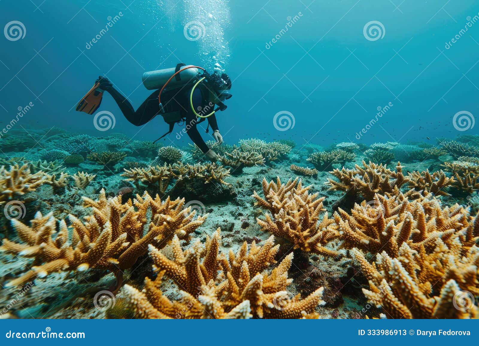 Scuba Diver Exploring Coral Reef Underwater Adventure Stock Image ...