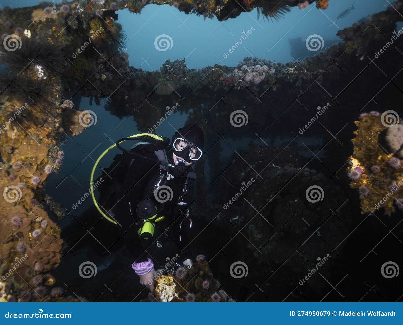A Scuba Diver Exploring a Deep Ship Wreck Underwater Stock Image ...