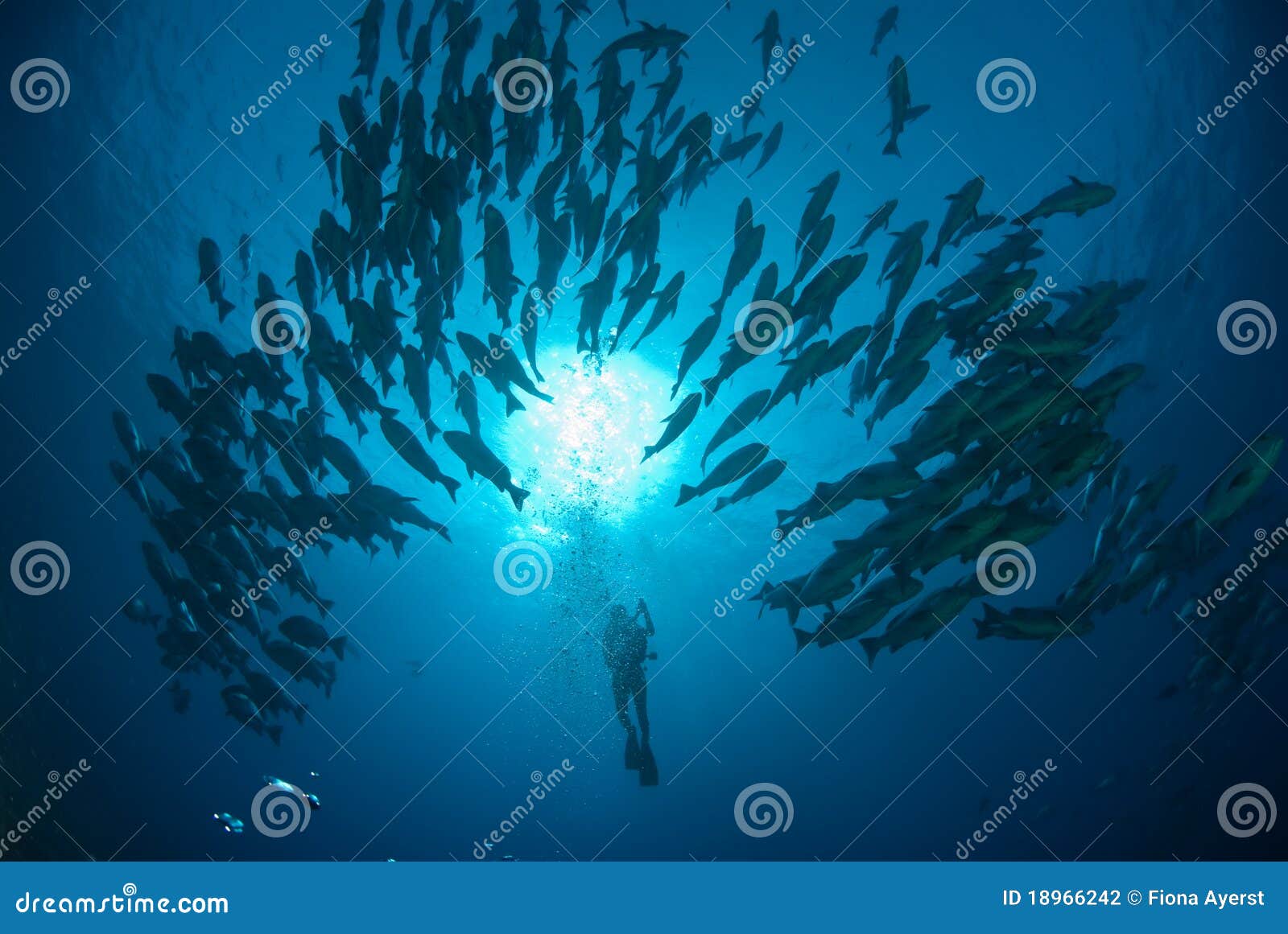 Scuba diver and fish stock photo. Image of african, female - 18966242