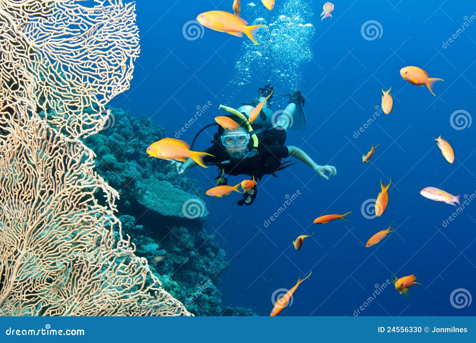 Scuba Diver with Fish and Coral Stock Photo - Image of portrait ...