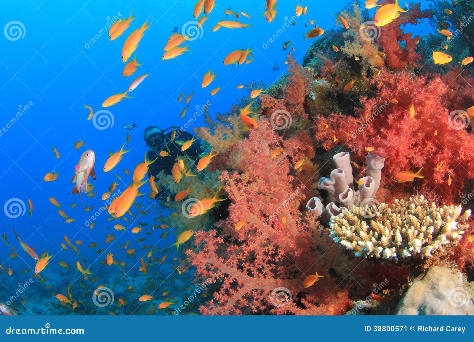 Scuba diver and fish stock image. Image of underwater - 38800571