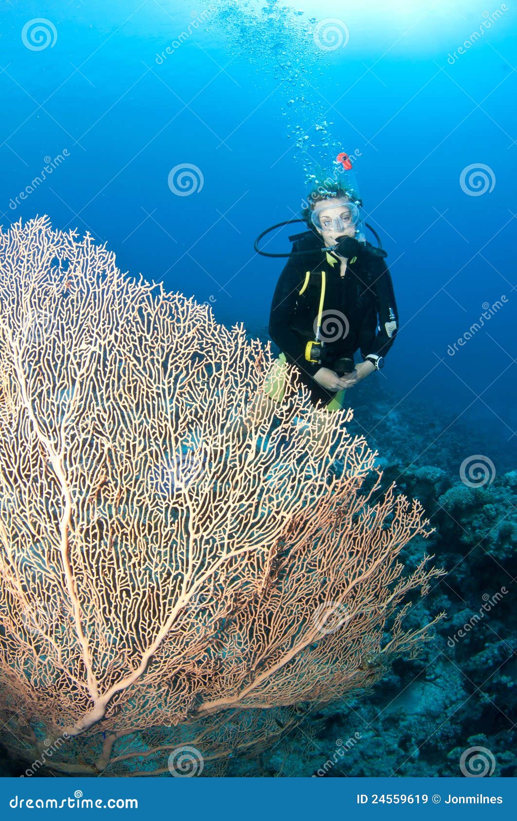Scuba Diver with Giant Fan Coral Stock Image - Image of ocean, water ...