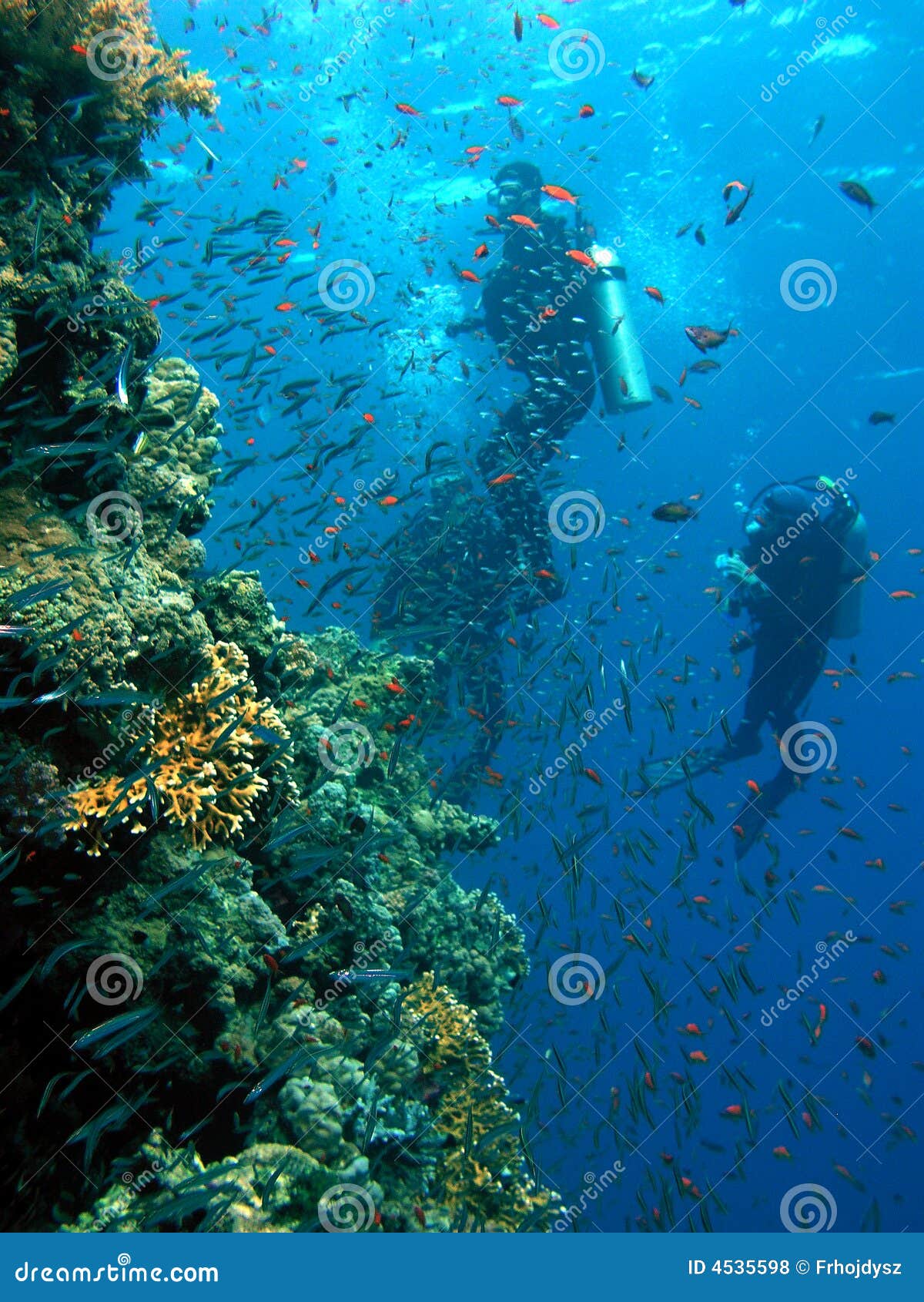 Scuba diver group stock photo. Image of coral, scuba, recreation - 4535598
