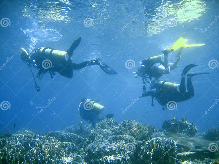 Scuba diver group lesson stock photo. Image of finding - 2677402