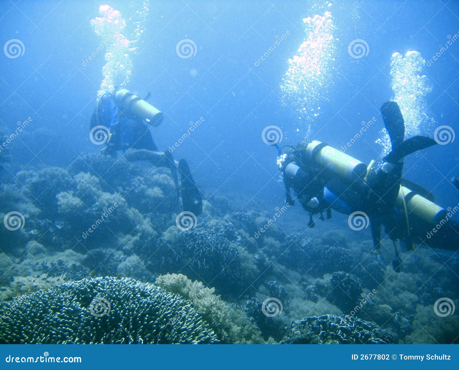 Scuba diver group lesson stock photo. Image of dives, dive - 2677802