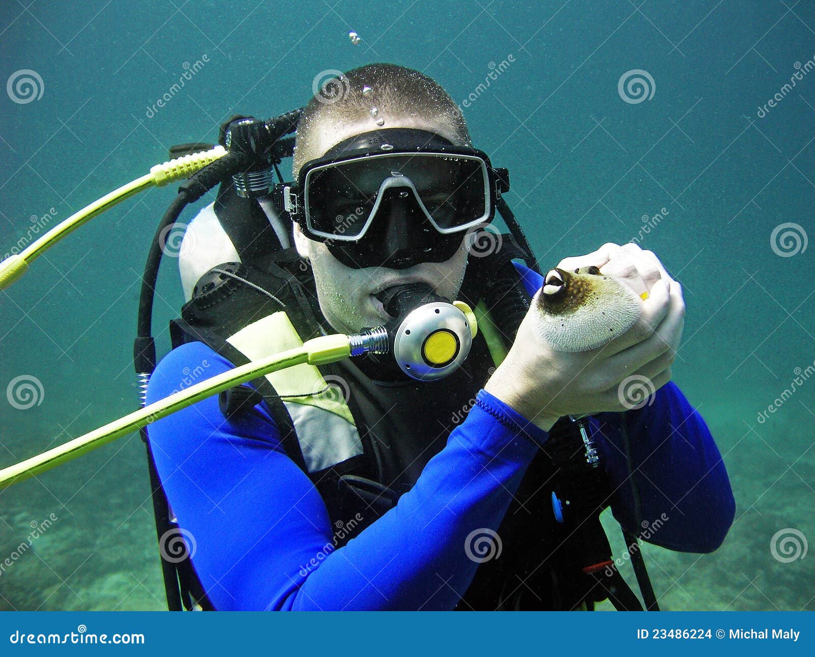 Scuba Diver Holding Fish, Thailand Stock Photo - Image of moray, green ...