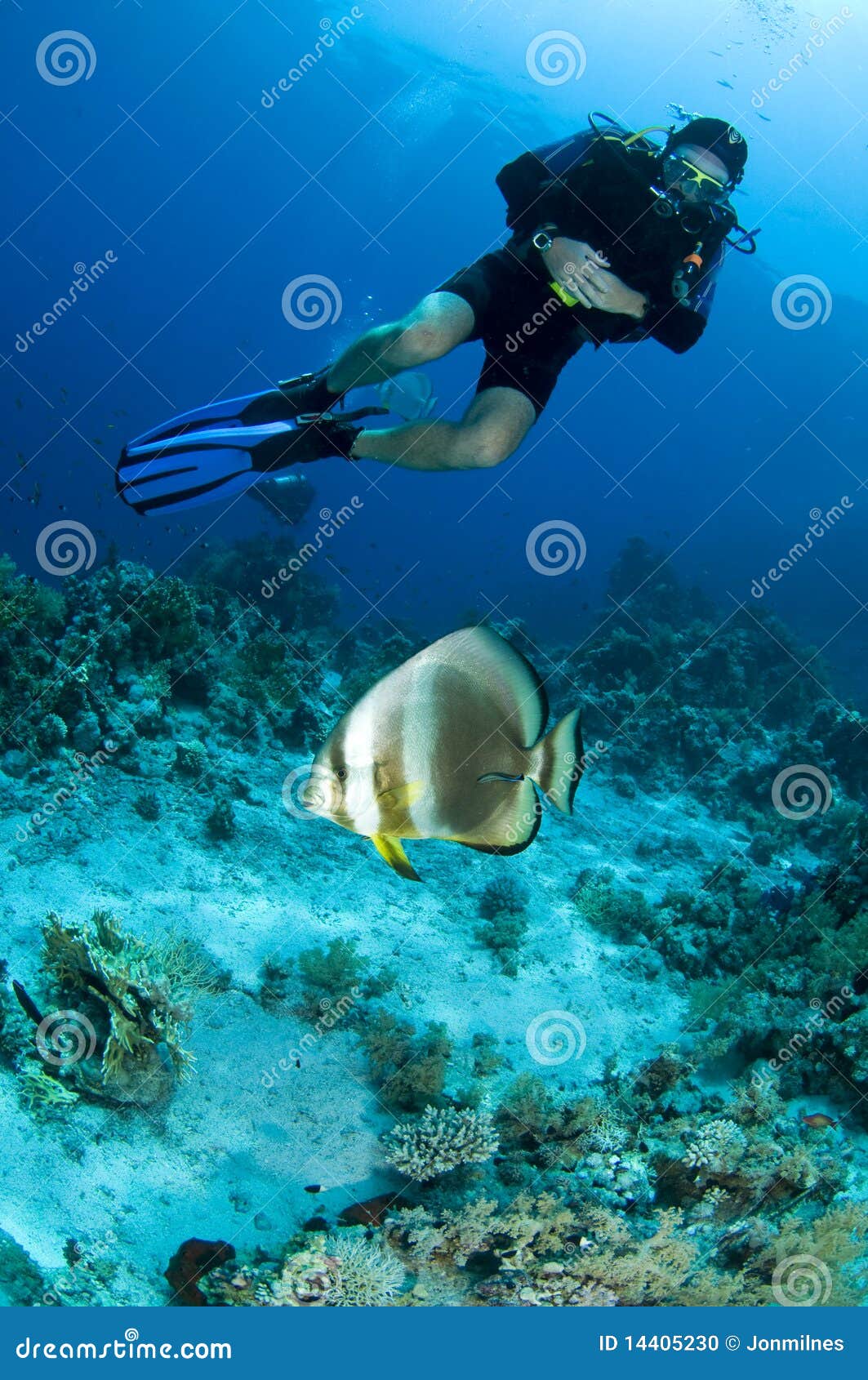 Scuba Diver Looking at Bat Fish Stock Photo - Image of beauty, diver ...