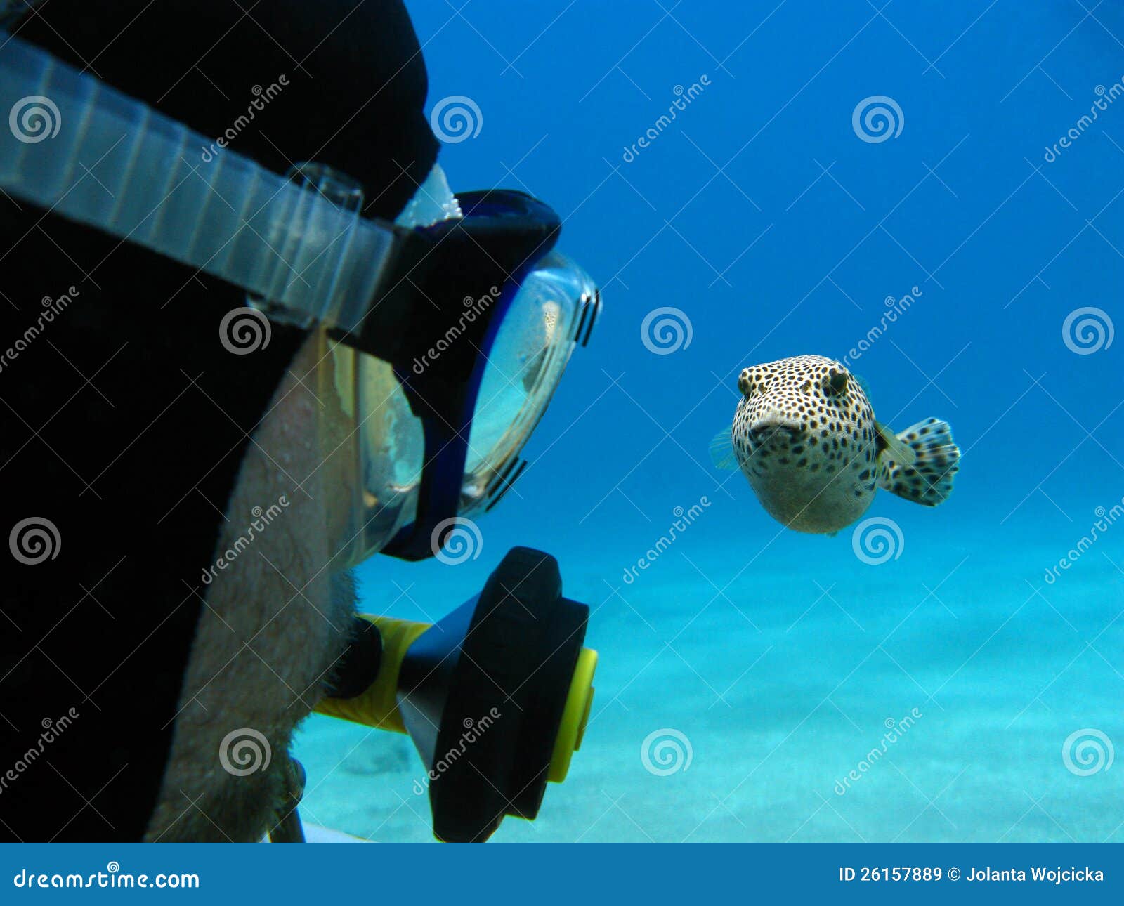 Scuba diver and pufferfish stock image. Image of bottom - 26157889