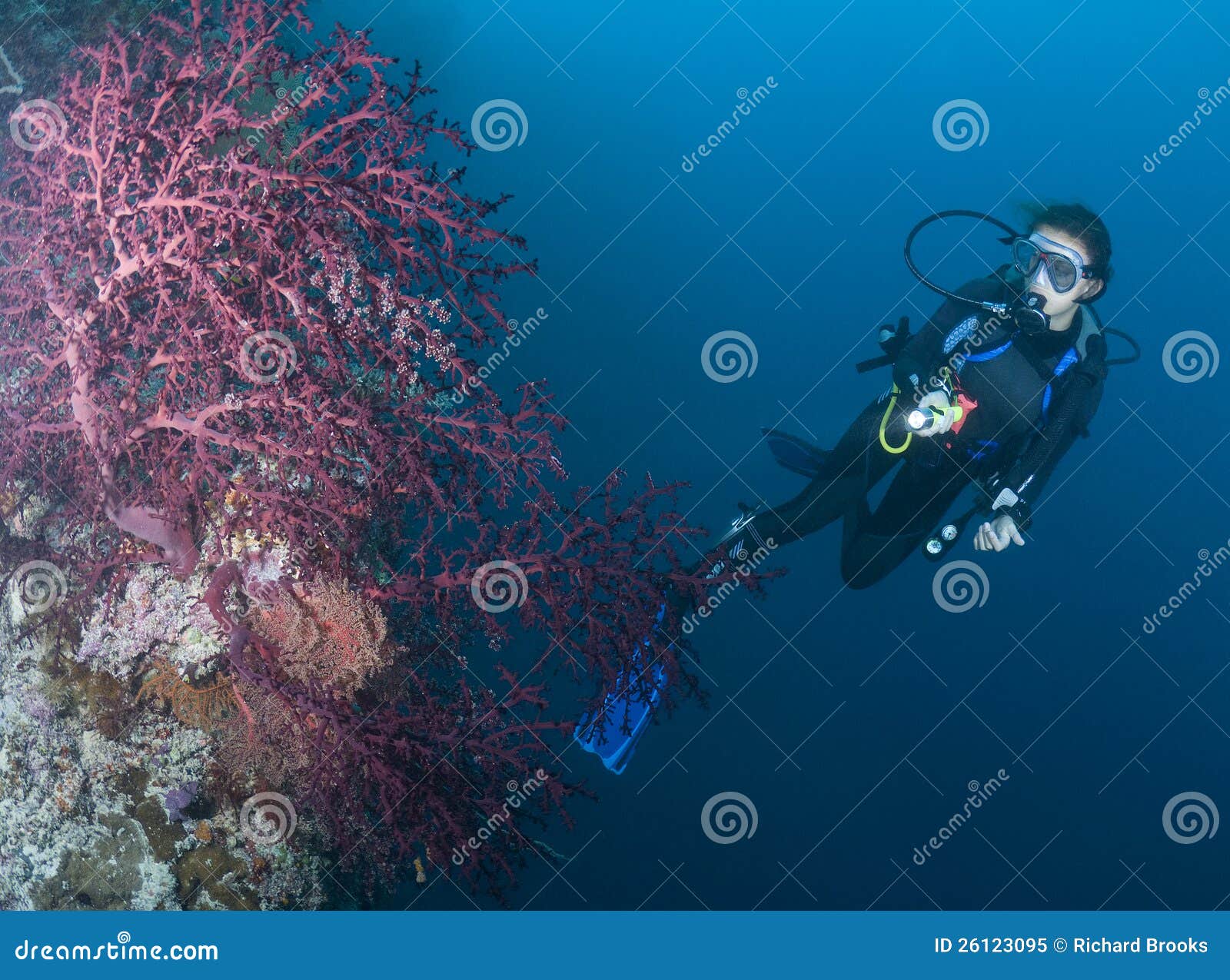SCUBA Diver and Purple Sea Fan Stock Image - Image of reef, diver: 26123095
