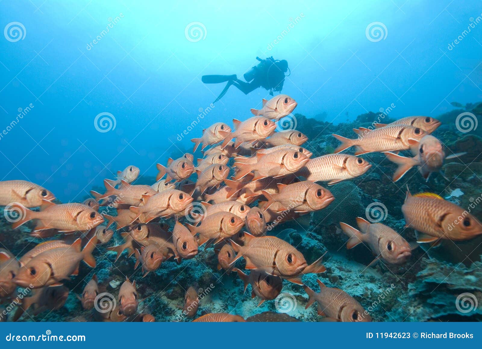 Scuba diver and red fish stock image. Image of scuba - 11942623